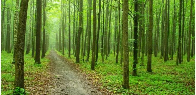 جنگلات ماحول سے آلودگی جیسے ناسور سے ماحول کو بچاتے ہیں.پاکستان میں ...